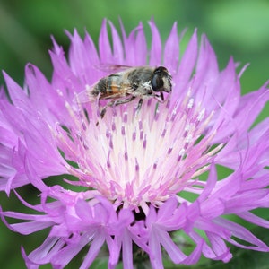 Sweet Sultan Flower Seeds Imperialis Mix Mixed Colors 500 - Etsy