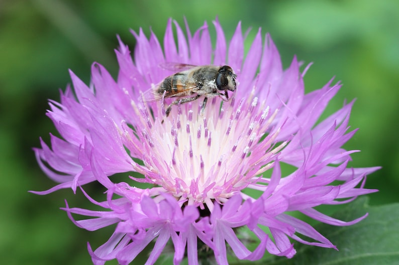 Sweet Sultan Flower Seeds Imperialis Mix Mixed Colors 500 - Etsy