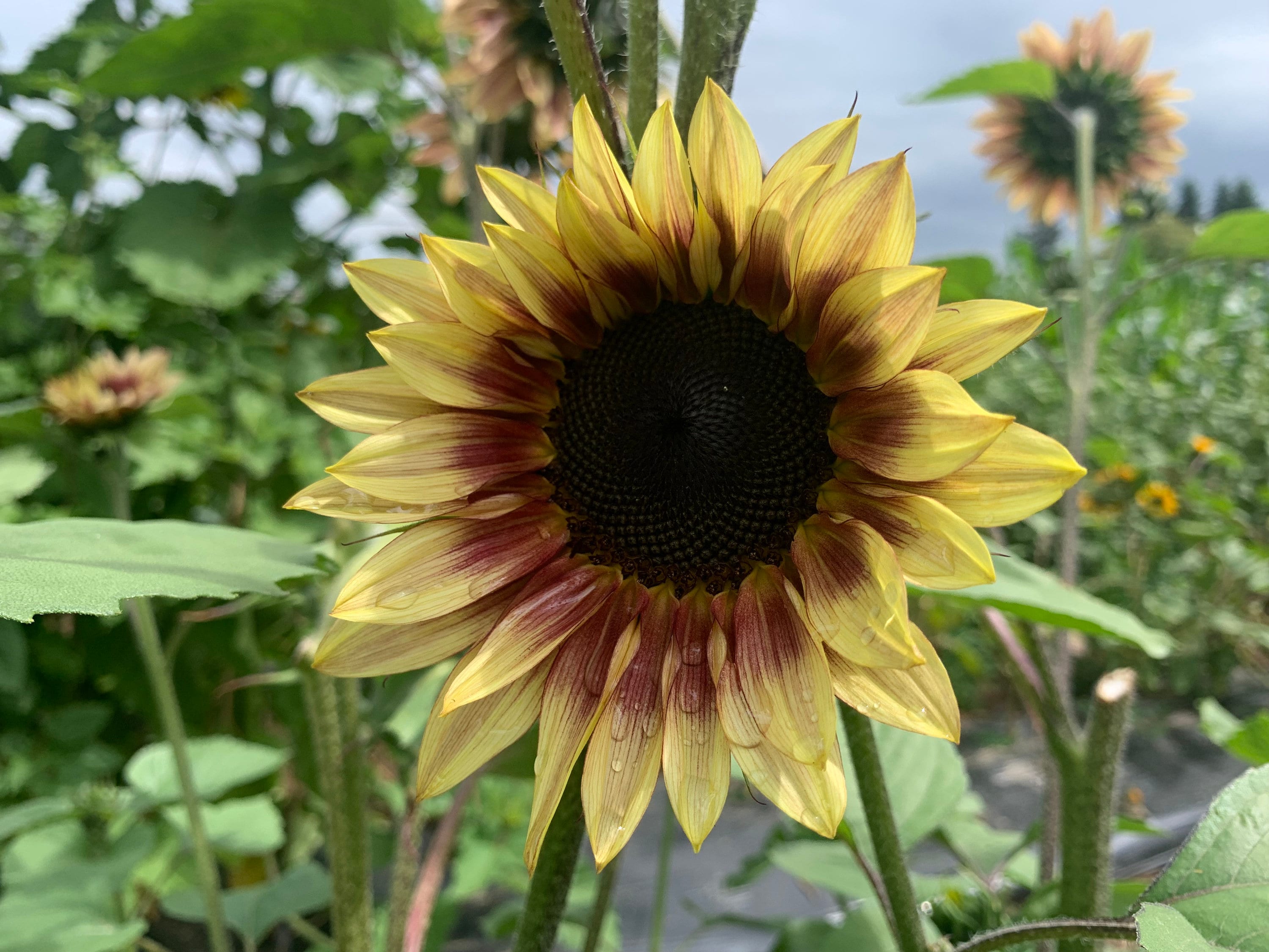 Procut® Red Lemon Bicolor Sunflower Seeds, 25 Seeds, Single Stem ...