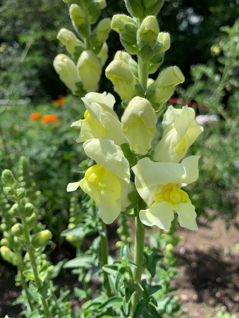 Orleans Early Lemon Yellow (F!) Snapdragon Seeds, 50 Count - Etsy