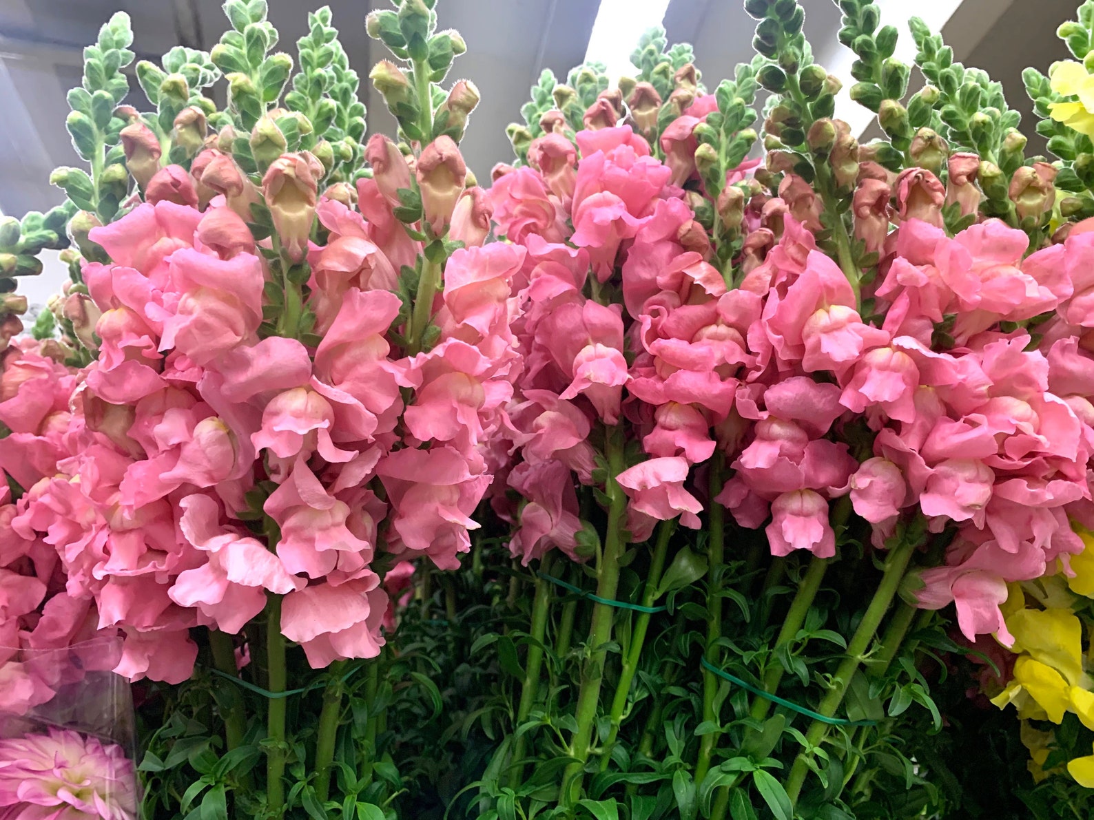 Potomac Pink F1 Snapdragon Seeds, Light Pink Snapdragons // Open ...