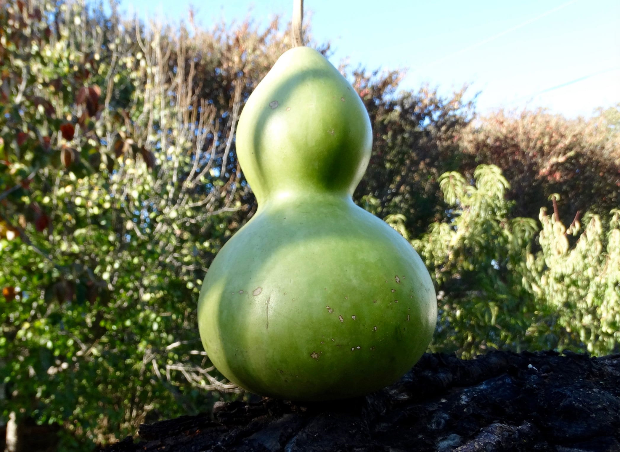 Birdhouse Gourds Seeds Dipper Bottle Gourd 25 Seeds // | Etsy