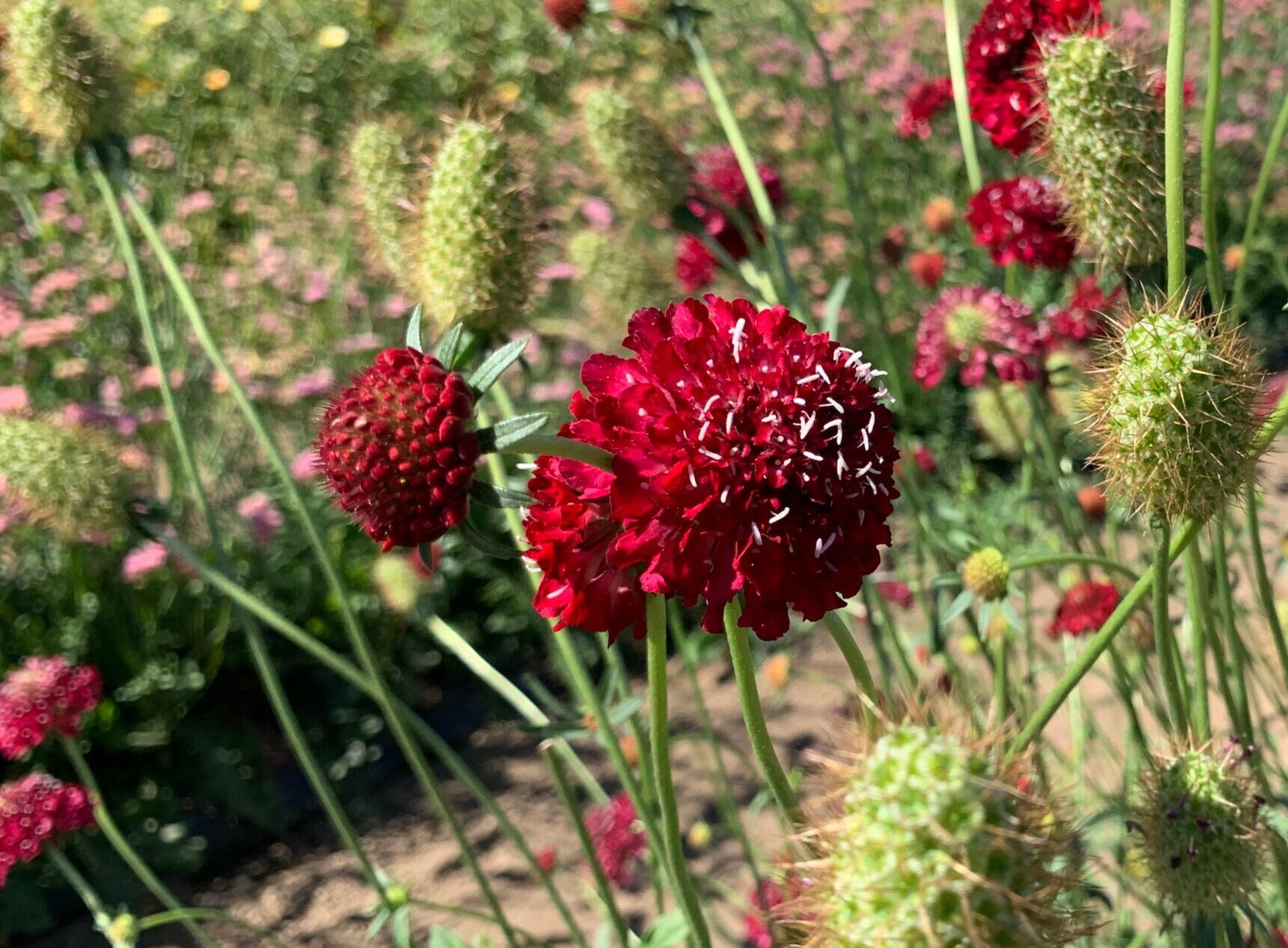 Red Pincushion Flower