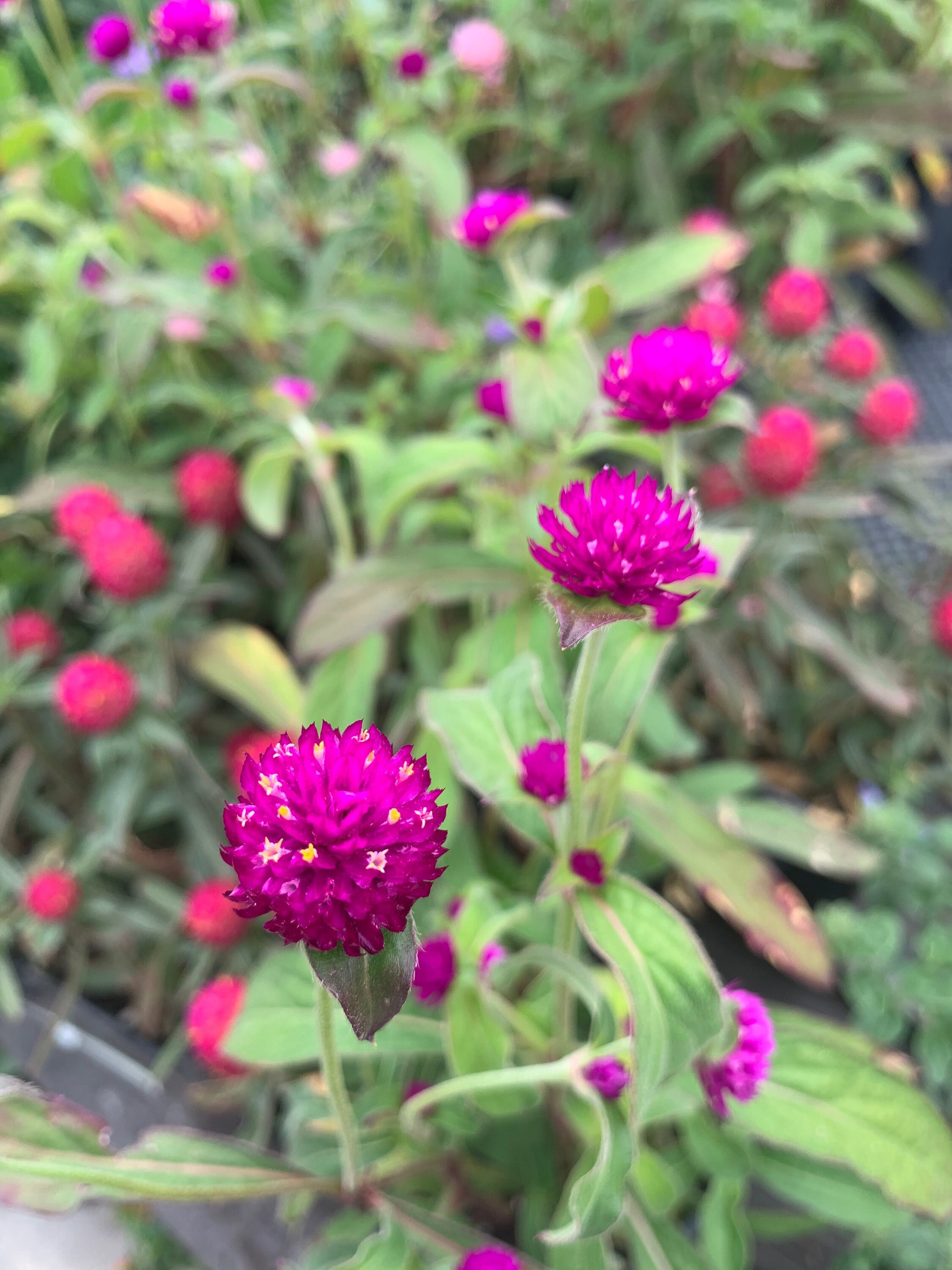 Audray Purple Red Gomphrena Seeds Globe Amaranth 50 Seeds // | Etsy