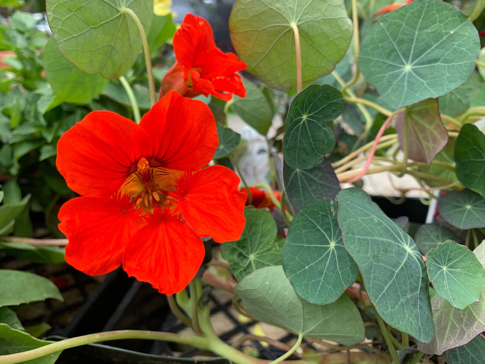 Empress of India Nasturtium Seeds Red Nasturtiums 25 Seeds - Etsy