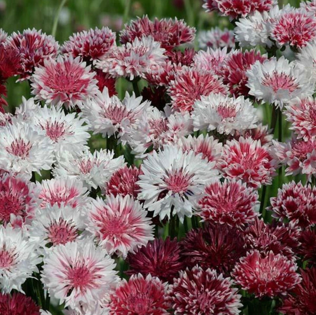 Classic Romantic Bachelor Buttons Seeds Bi Color Pink White - Etsy