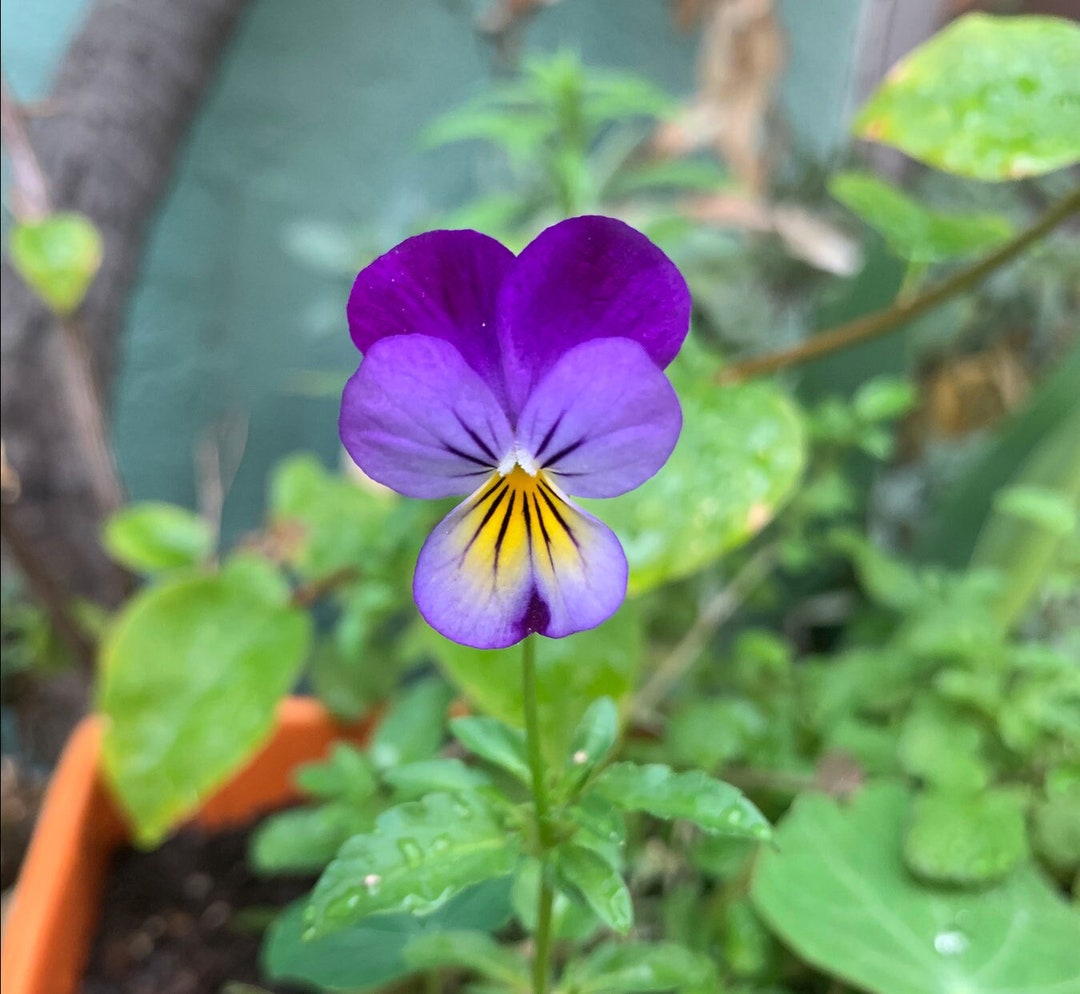 Johnny Jump up Viola Seeds, 250 Seeds // Non-gmo, Viola Cornuta - Etsy
