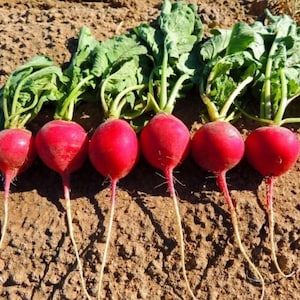 Crimson Giant Radish Seeds, Huge Red Radishes, 200 Seeds // Heirloom ...