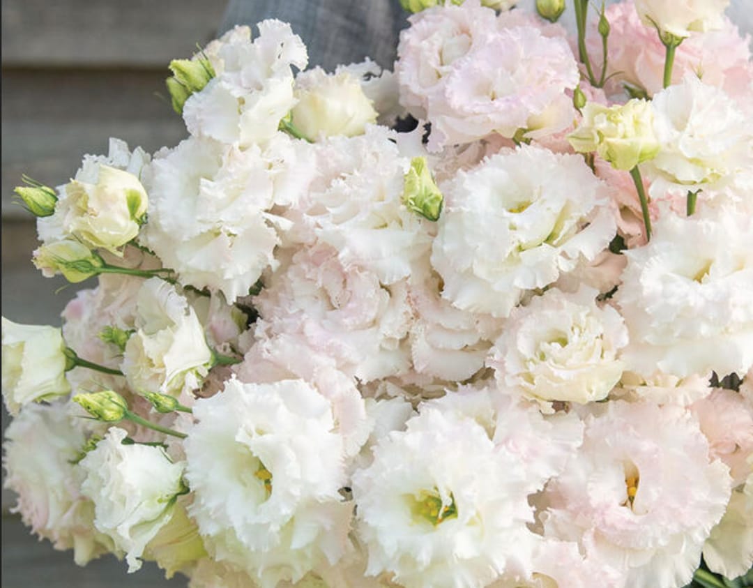 Voyage 2 First Love Lisianthus Seeds, White Blush Eustoma Grandiflorum ...