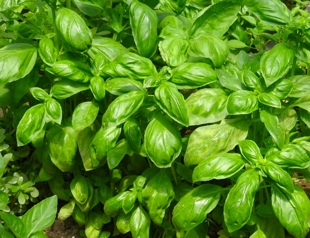 Organic Genovese Basil Seeds // Organic, Ocimum Basilicum - Etsy