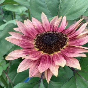 Ruby Eclipse Sunflower Seeds, Bi Color Sunflowers, Branching Variety ...