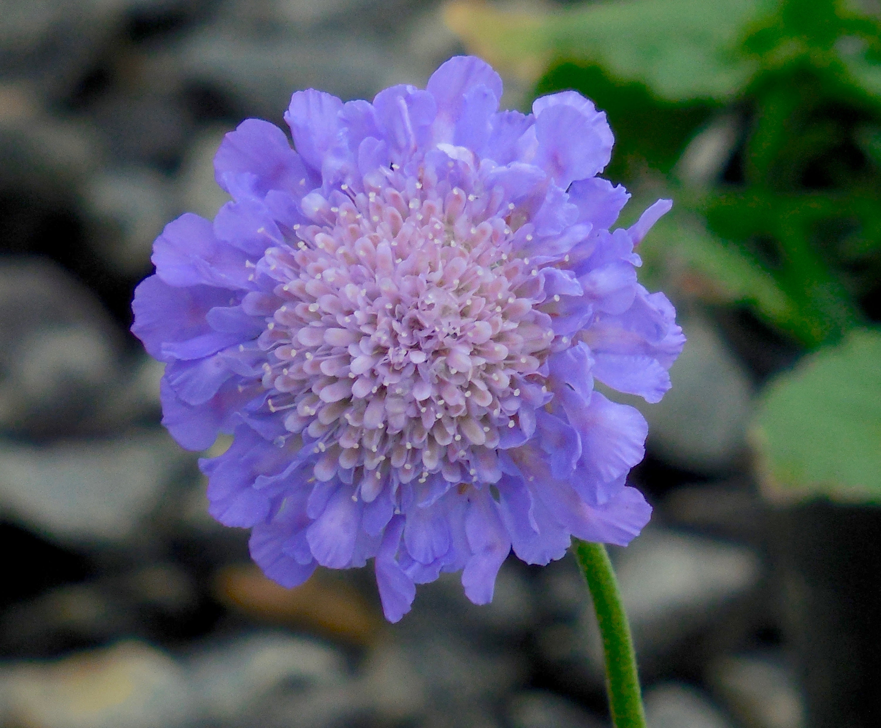 Oxford Blue Scabiosa Seeds Pincushion Flower Mourning Bride - Etsy