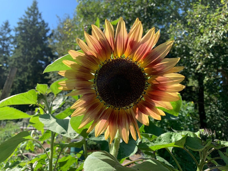Gypsy Charmer Sunflower Seeds, 25 Count, Tricolor 4-6' Branching ...