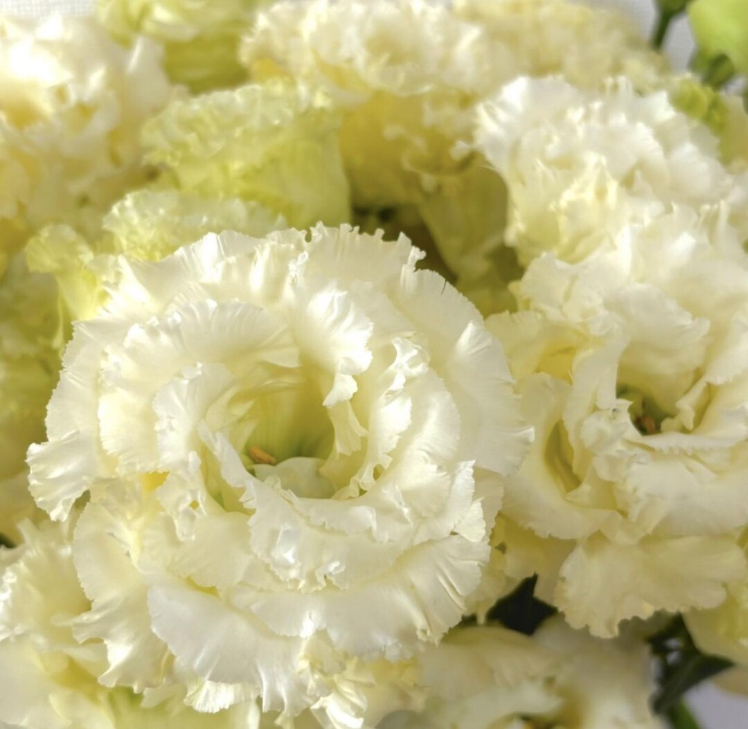 Voyage 2 Yellow II Lisianthus Seeds, Eustoma Grandiflorum (25 Pelleted ...