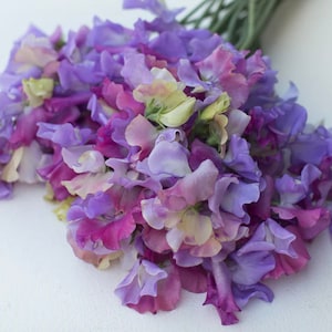 Enchanté Sweet Peas, Tri-color Cherry Pink, White, Lavender Blooms ...