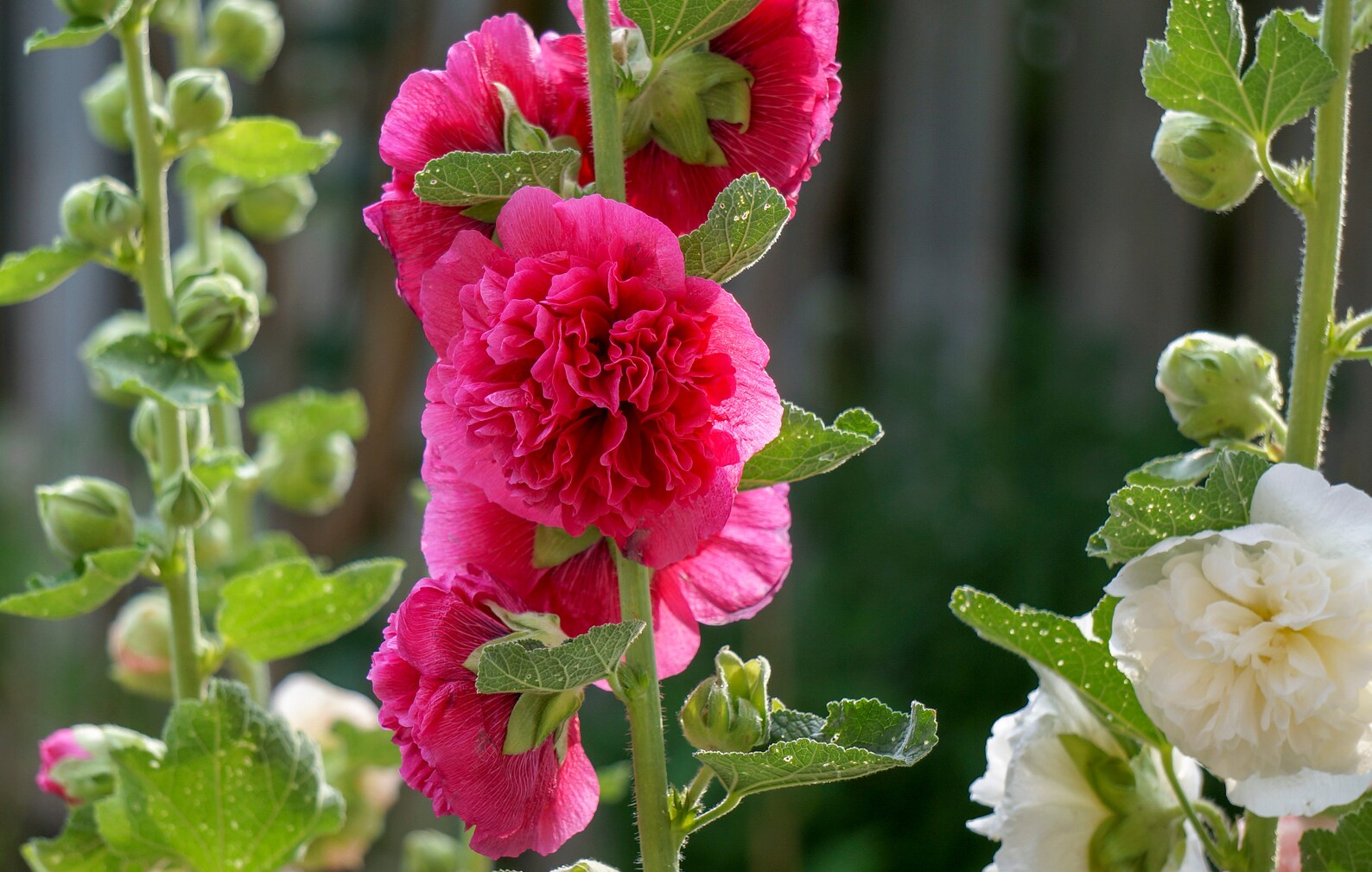Hollyhock Seeds Double Majorette Hollyhocks Mixed Colors 50 | Etsy
