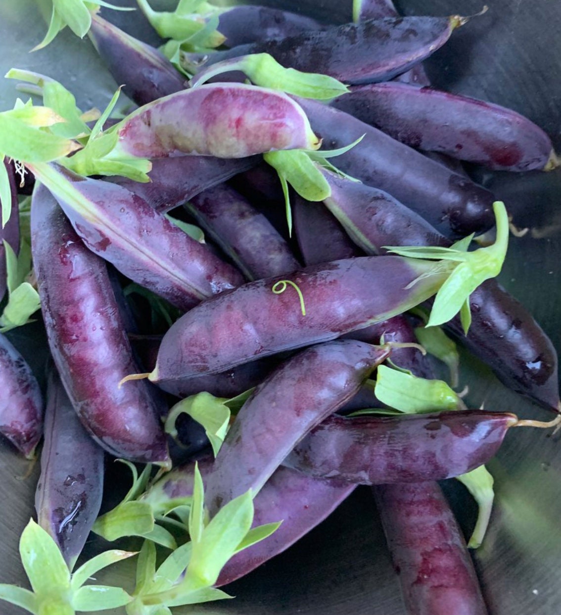 Royal II Sugar Snap Peas 50 Purple Snap Pea Seeds // Open - Etsy