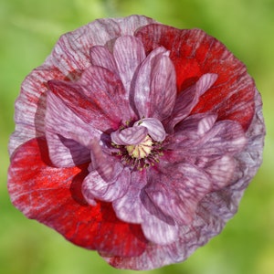 Organic Pandora Poppy Seeds, Pandora Shirley Poppies // Organic, Open ...