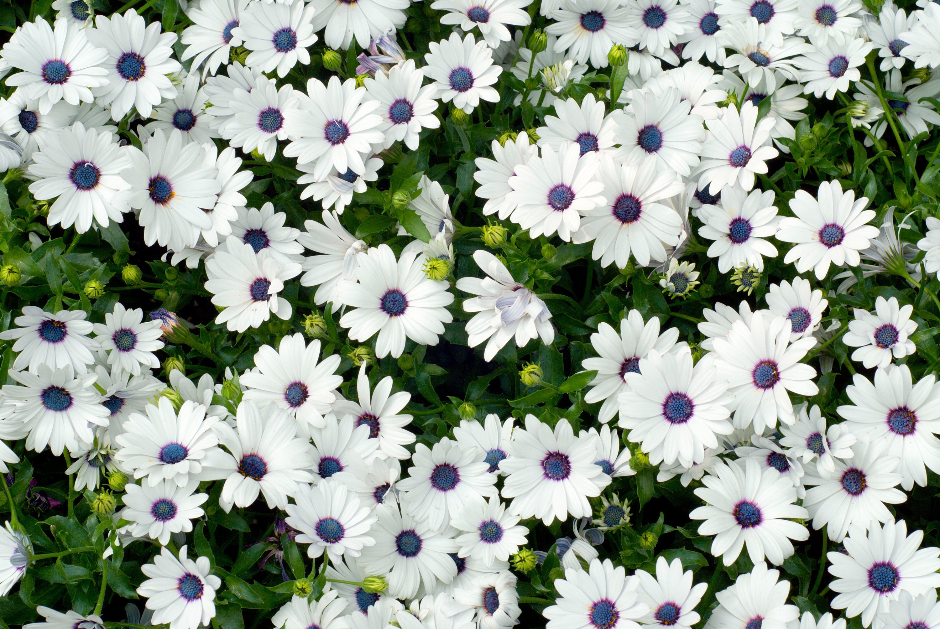 White Cape Daisy Seeds White African Daisies Osteospermum - Etsy