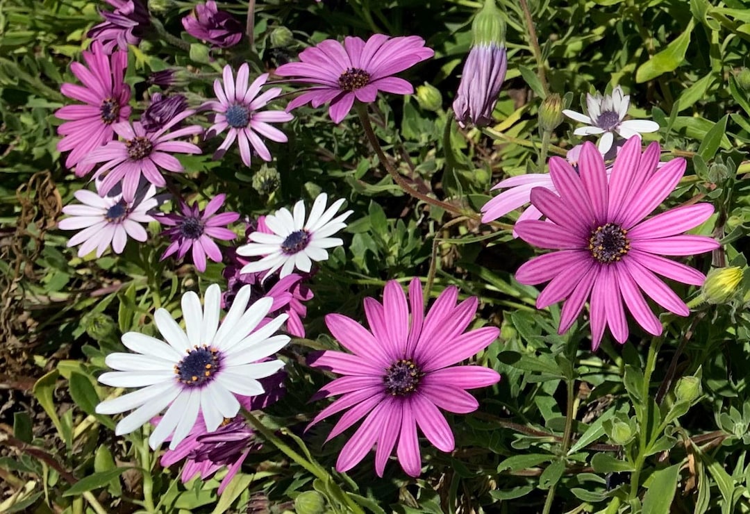 Cape Daisy Mix Seeds, Purple, Pink and White African Daisies ...