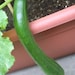 Japanese Long Cucumber Seeds, English Cucumber, 50 Seeds // Heirloom ...