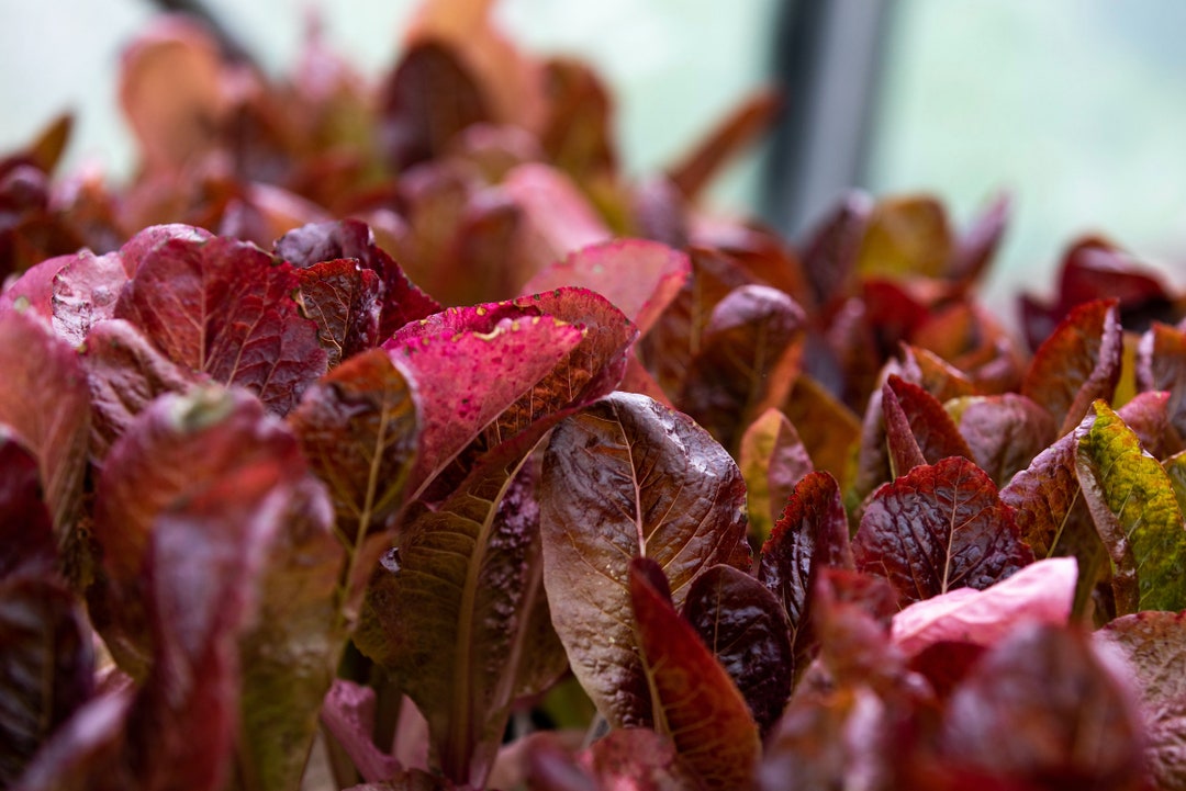 Super Red Romaine Lettuce Seeds // Heirloom, Non GMO, Lactuca Sativa - Etsy