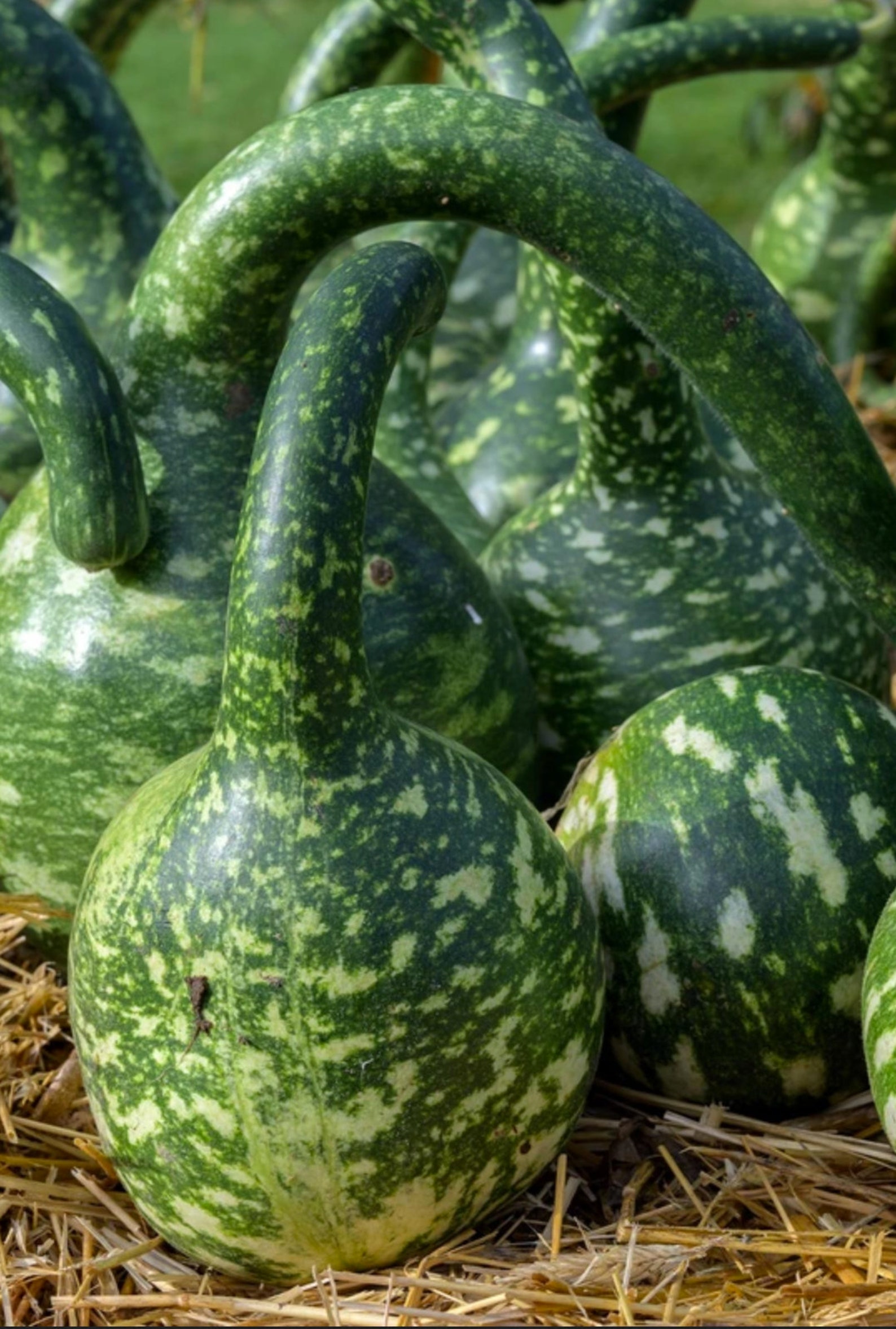 Speckled Swan Gourd Seeds Bottle Gourds Ornamental Gourds - Etsy