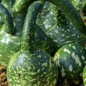 Speckled Swan Gourd Seeds, Bottle Gourds, Ornamental Gourds // Heirloom ...