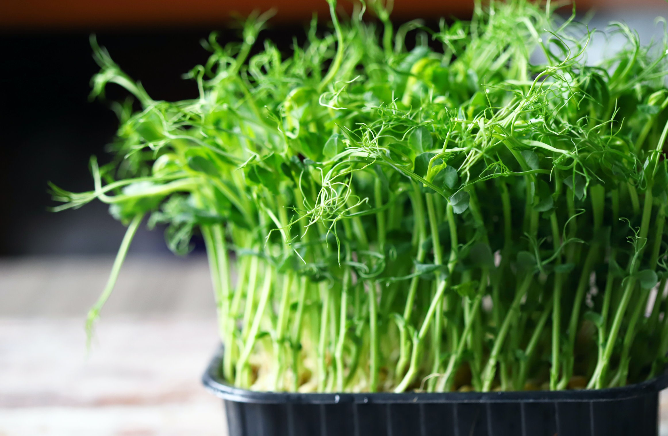 Organic Speckled Pea Microgreens, Organic Pea Shoots // Organic ...