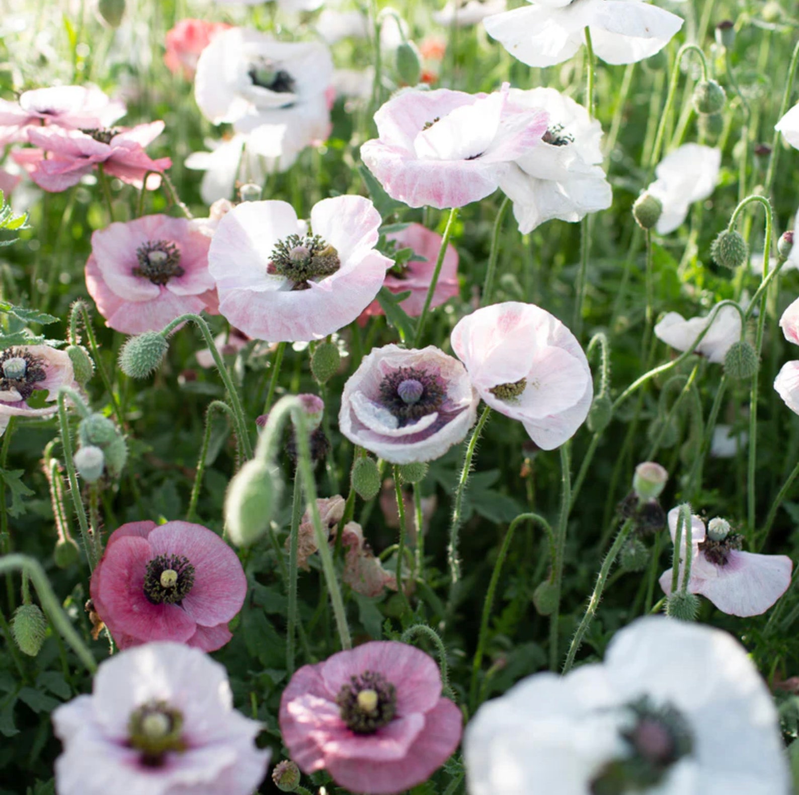 Organic Mother of Pearl Poppy Flower Seeds Mixed Shirley - Etsy