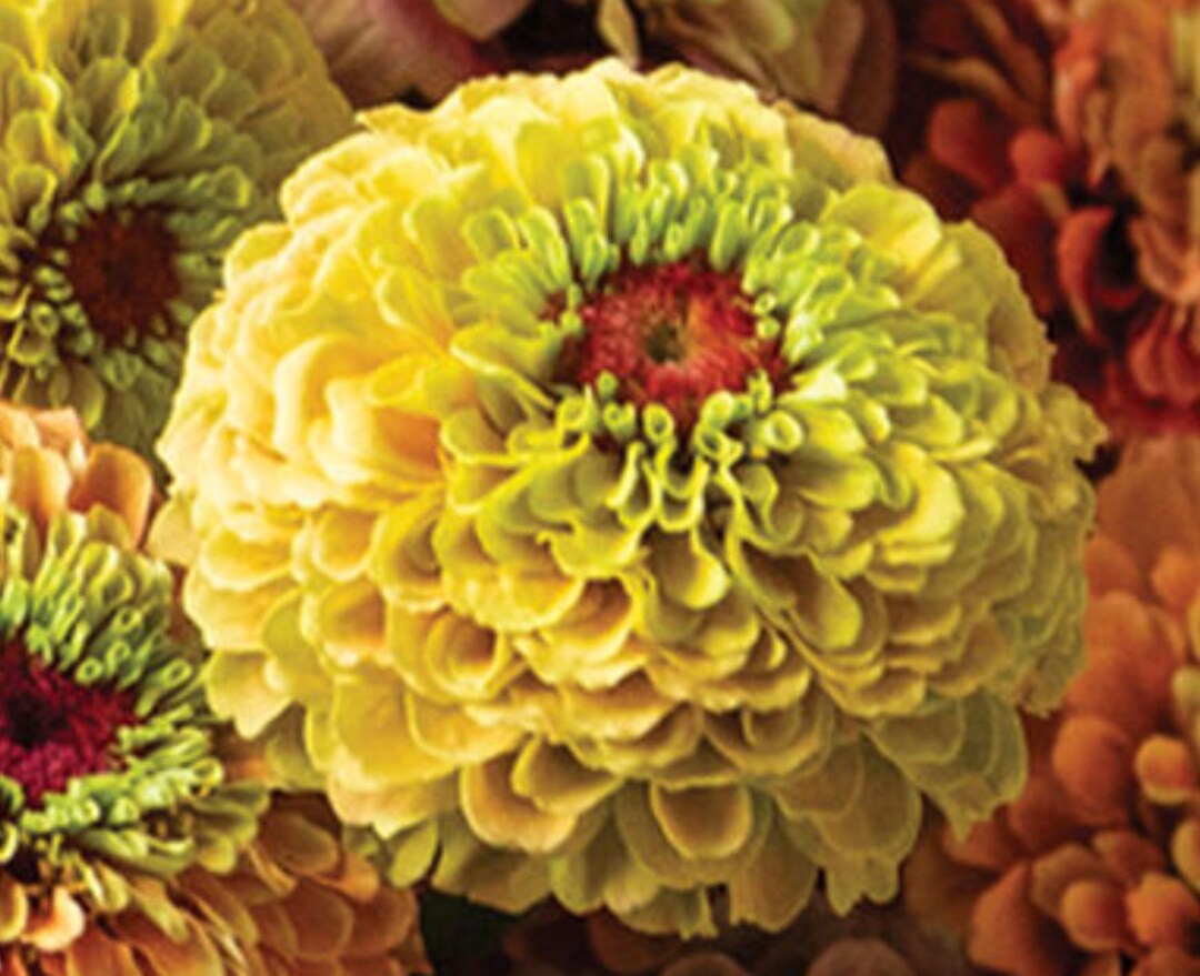 Queeny Lemon Peach Zinnia Seeds Queen Series Zinnias 20 - Etsy