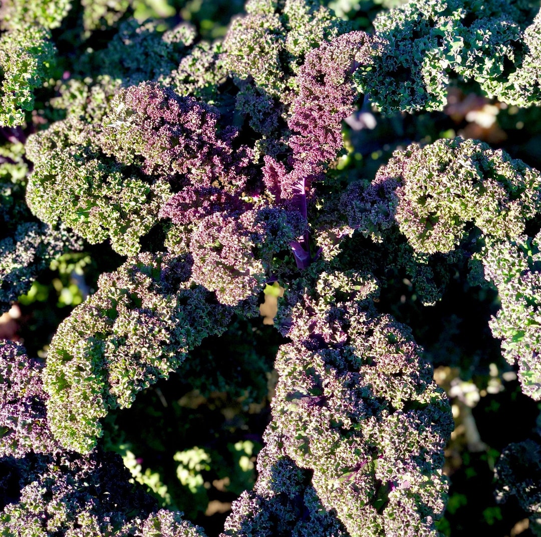 Organic Baltic Red Kale Seeds, Curled Kale, 250 Seeds // Organic ...
