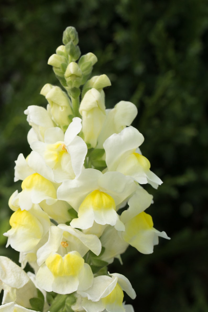 Orleans Early Lemon Yellow (F!) Snapdragon Seeds, 50 Count - Etsy