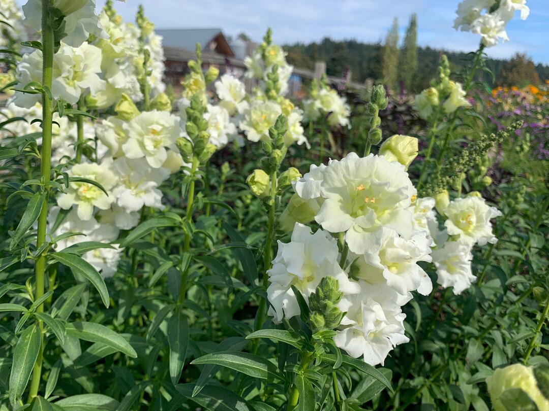 Madame Butterfly Ivory Snapdragon Seeds, 50 Count, Antirrhinum Majus - Etsy