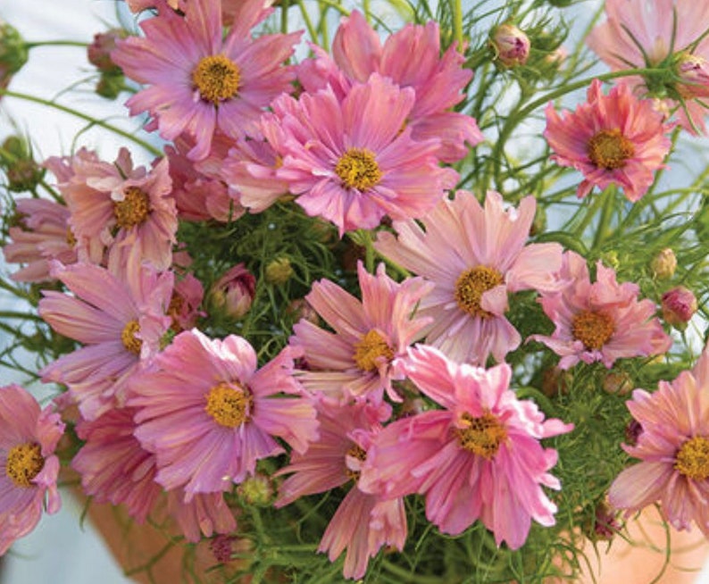 Apricotta Cosmos Seeds Rose Pink Apricot Tangerine Cosmos - Etsy
