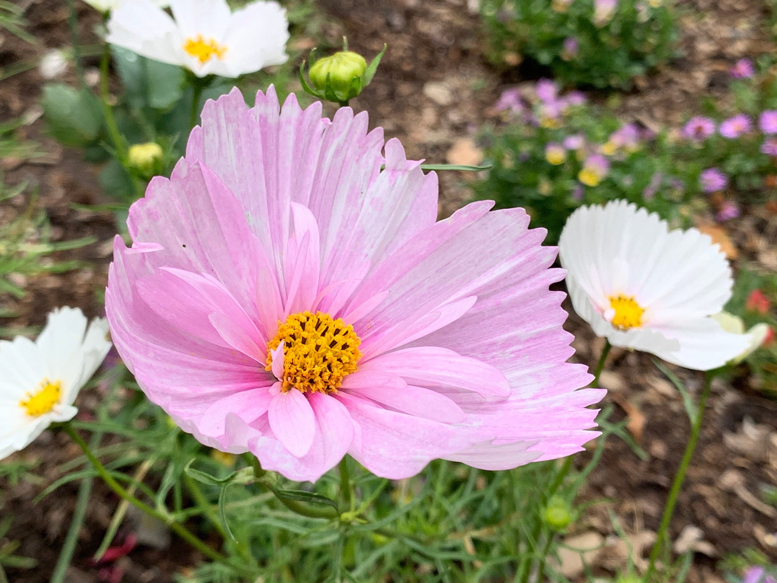 Blush Cupcakes Cosmos Seeds, 25 Count Pink Pleated Flowers - Etsy
