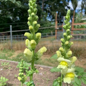 Orleans Early Lemon Yellow F1 Snapdragon Seeds, Pastel Yellow ...