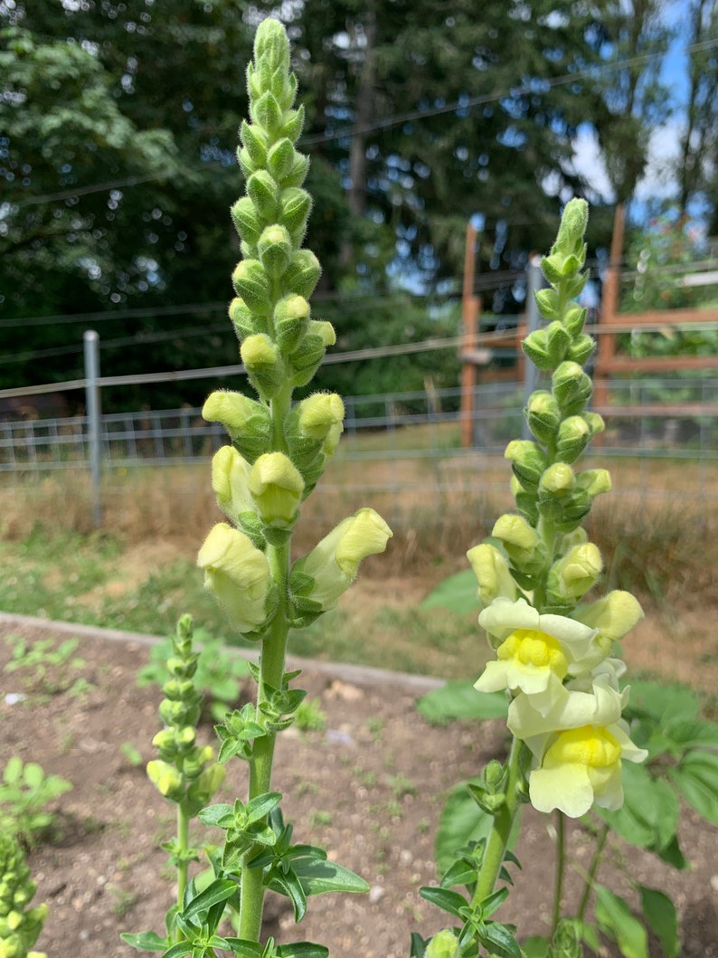 Orleans Early Lemon Yellow (F!) Snapdragon Seeds, 50 Count - Etsy