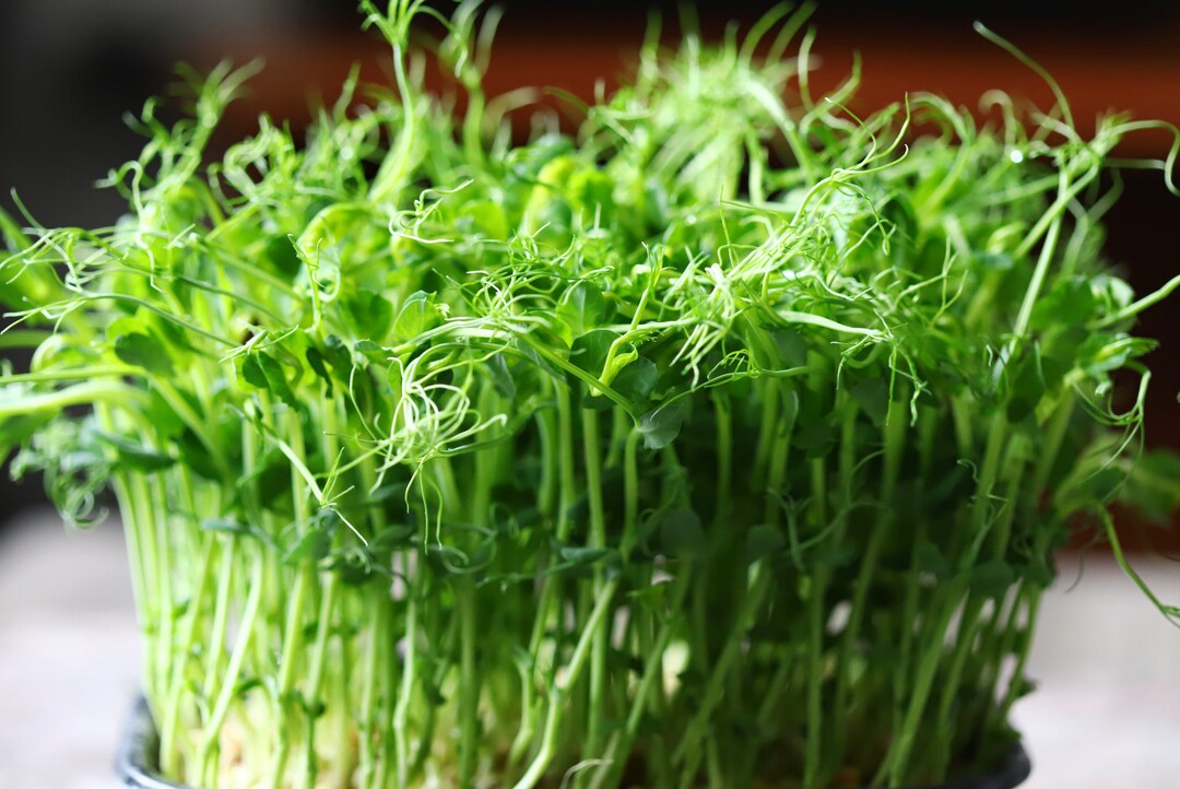 Dun Pea Microgreens, Pea Shoots // Organic, Hydroponic or Soil, Non GMO ...