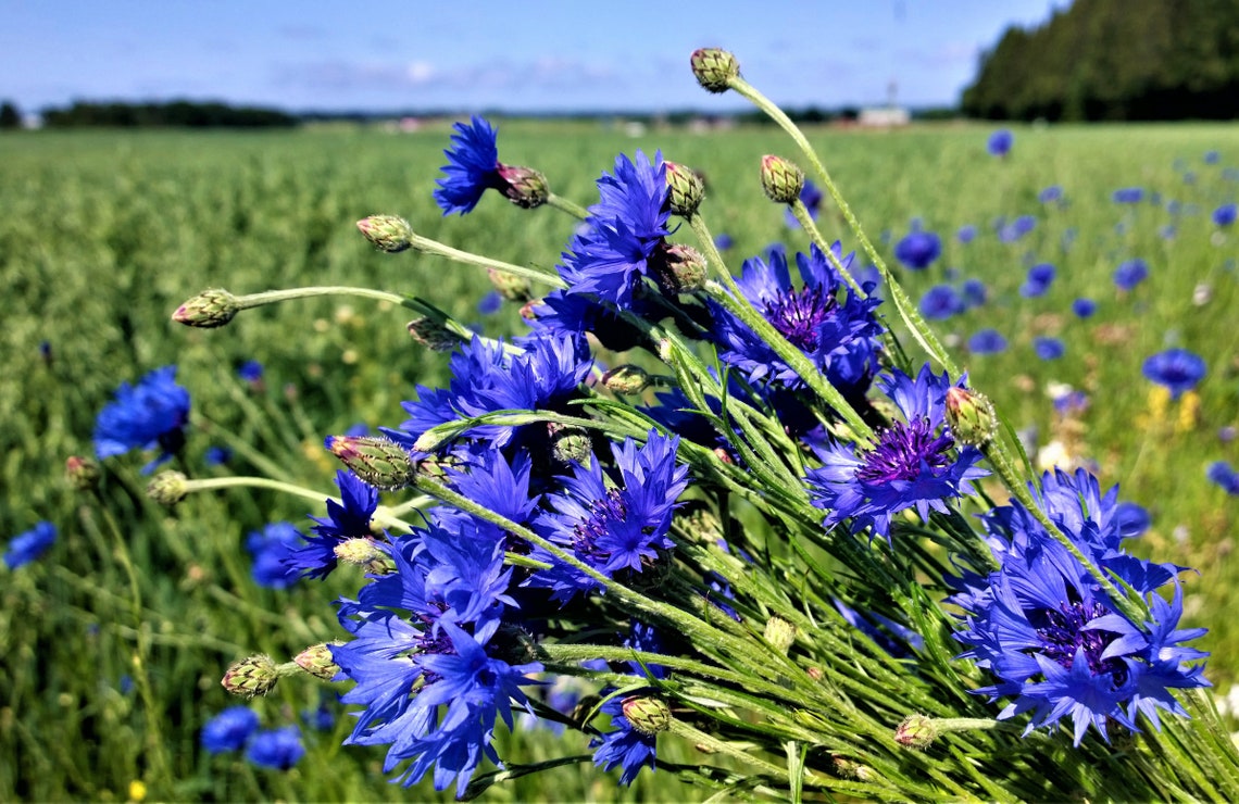 Tall Blue Cornflower Seeds Bachelor Button Seeds 1000 Seeds | Etsy