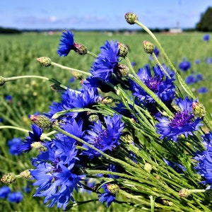 Tall Blue Cornflower Seeds Bachelor Button Seeds 1000 Seeds | Etsy