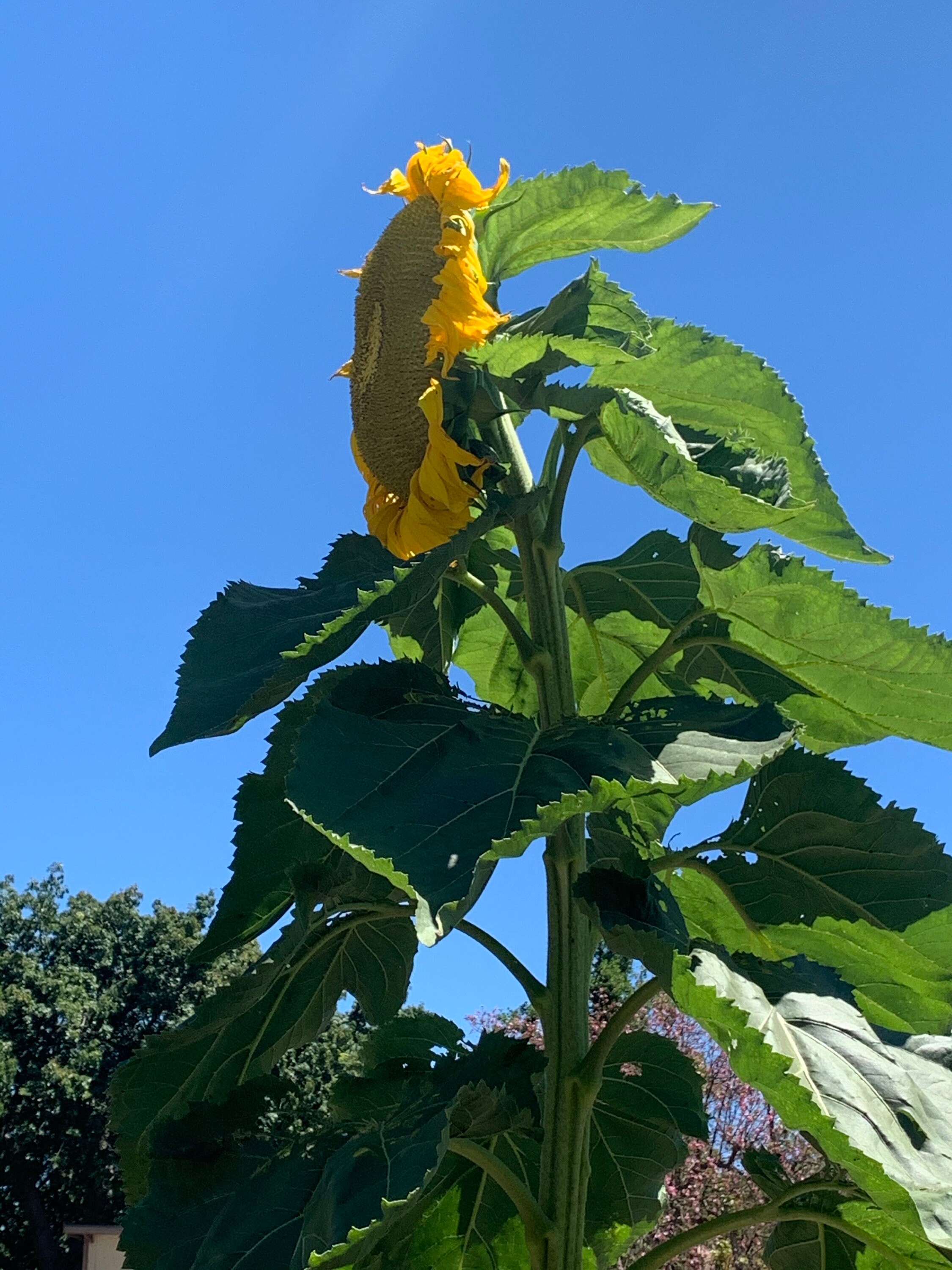 American Giant Hybrid Sunflower Seeds up to 17' Tall 25 - Etsy