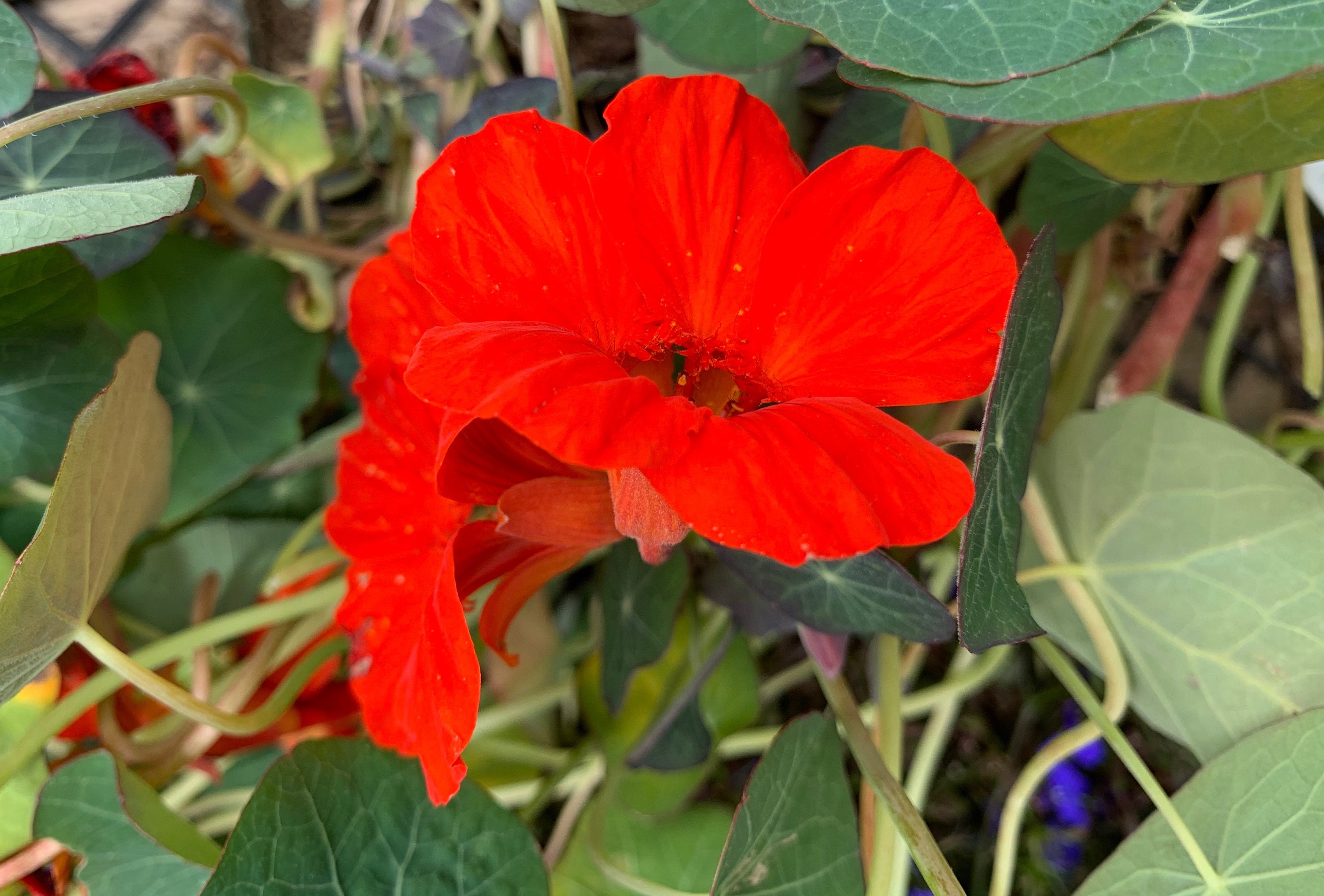 Empress of India Nasturtium Seeds Red Nasturtiums 25 Seeds - Etsy