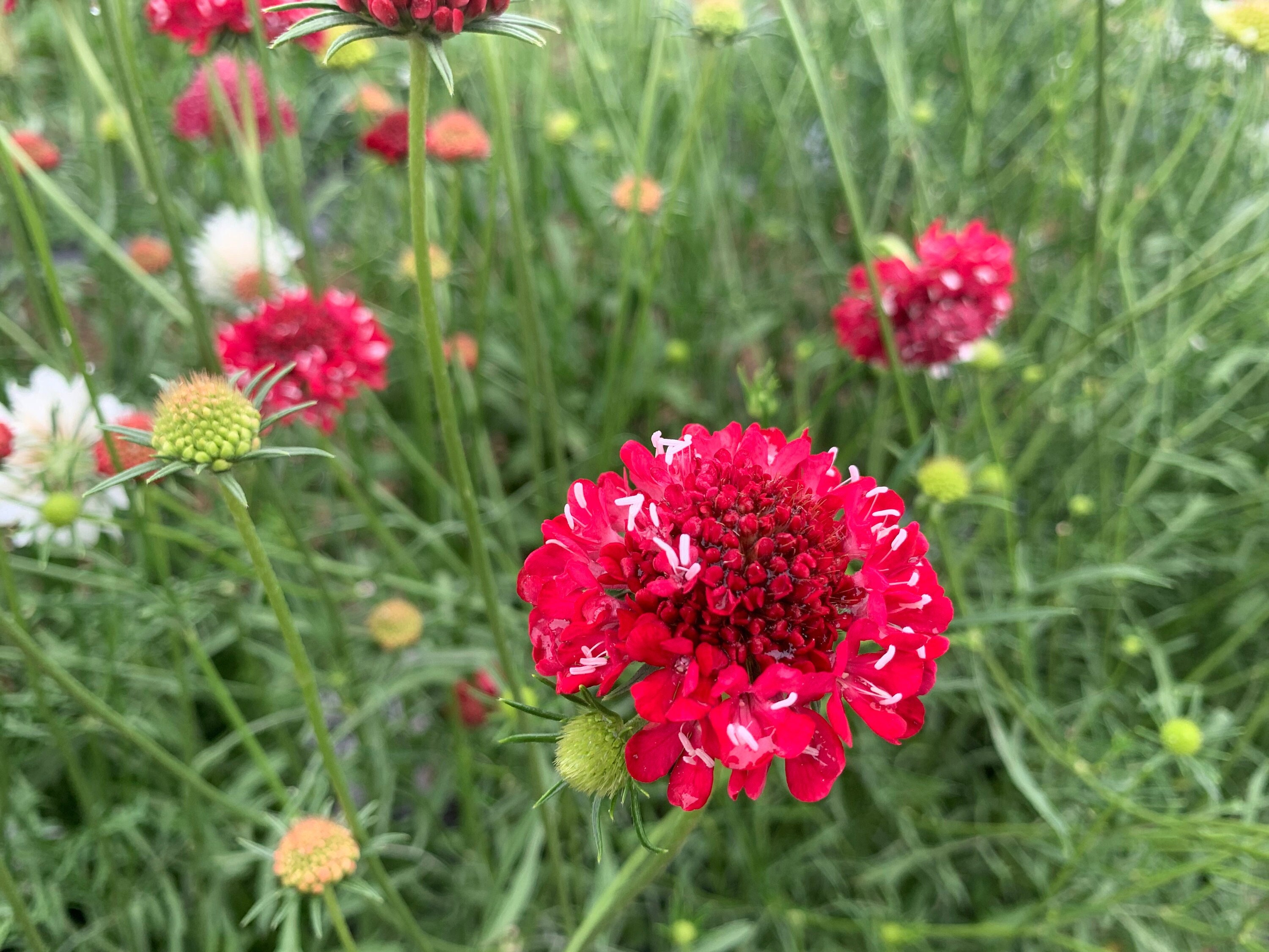 Red Pincushion Flower