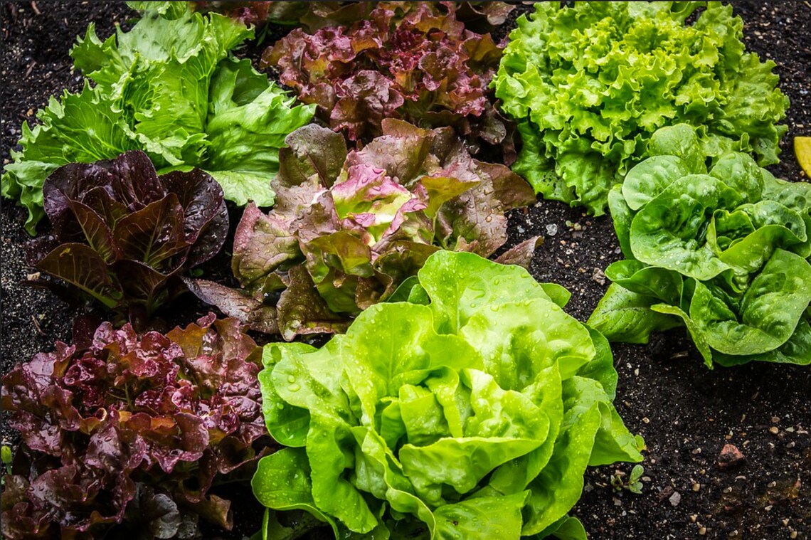 Organic Gourmet Mix Lettuce Seeds, 800+ Seeds Mixed Greens Gourmet ...