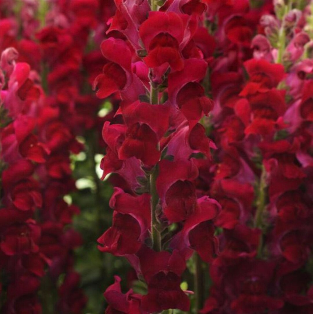 Crimson Red Snapdragon Seeds, Potomac Crimson F1 Snapdragons, 50 Seeds ...