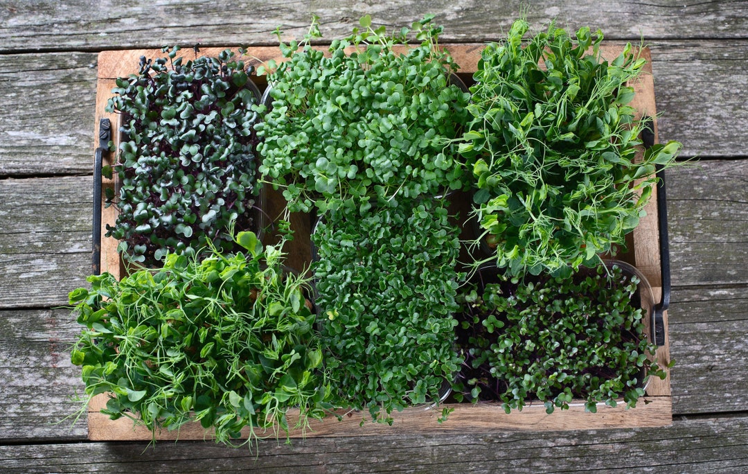 Basic Salad Mix Microgreens Seeds, 1oz Count - Etsy