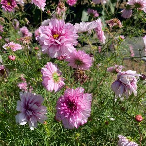 Double Click Bi-color Pink Cosmos Seeds, 25 Count - Etsy
