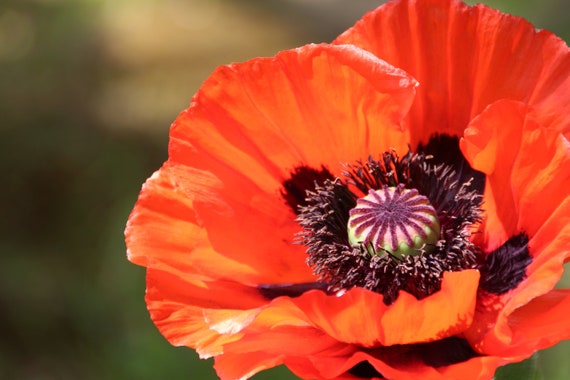 Scarlet Hammer Poppy Chinese