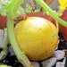 Lemon Cucumber Seeds, Round Yellow Cucumbers // Heirloom, Non-gmo ...